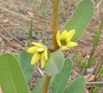 Kate Goodrich Homepage