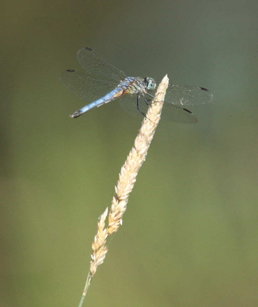 dragonfly4.JPG
