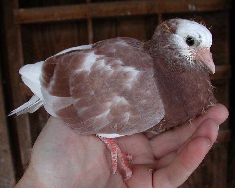 1 day old pigion chicks.: Samples and Galleries Forum: Digital ...
