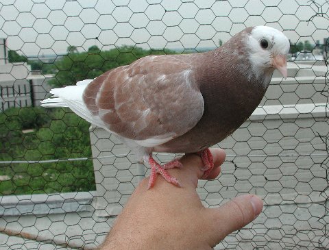 1 day old pigion chicks.: Samples and Galleries Forum: Digital ...