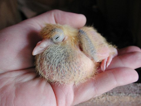 1 day old pigion chicks.: Samples and Galleries Forum: Digital ...