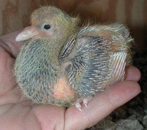 1 day old pigion chicks.: Samples and Galleries Forum: Digital ...