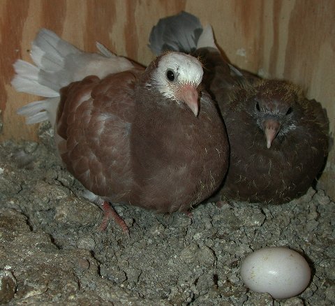 1 day old pigion chicks.: Samples and Galleries Forum: Digital ...