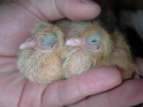 1 day old pigion chicks.: Samples and Galleries Forum: Digital ...