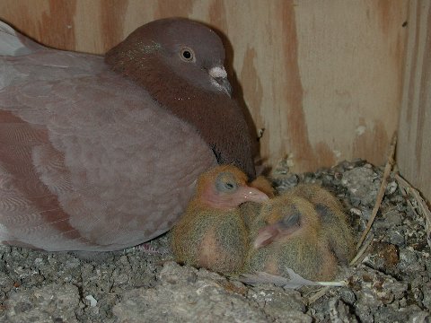1 day old pigion chicks.: Samples and Galleries Forum: Digital ...